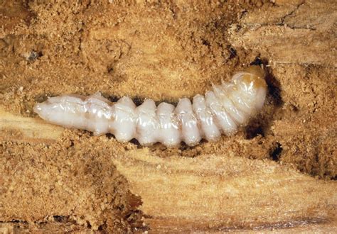 Pyrochroa Coccinea Beetle Larva In Dead Wood Stock Image Z3300185