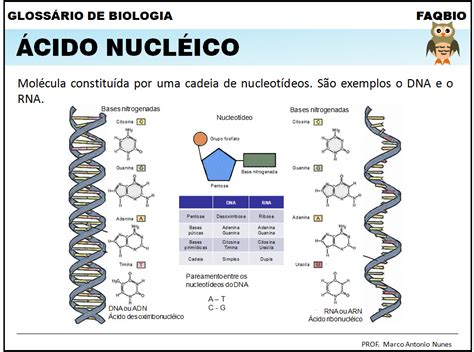 Faqbio Apoio Ao Estudo De Biologia Glossário De Biologia ácido Nucléico