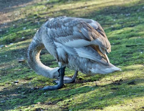 The Bending Young Swan Stock Image Image Of Bird Beak 268252079
