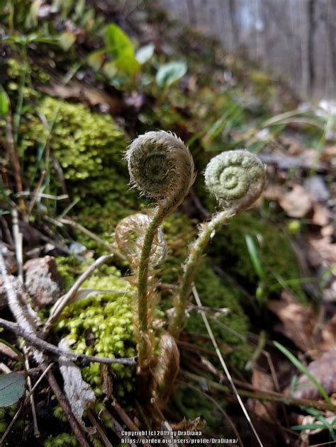 Log Fern Dryopteris Celsa
