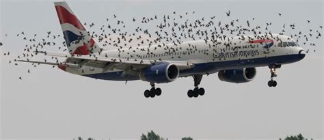 Reducing Bird Strikes Makes Skies Safer I Accipiter Radar