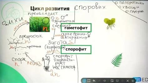 Циклы развития споровых растений Смотреть онлайн в поиске Яндекса по
