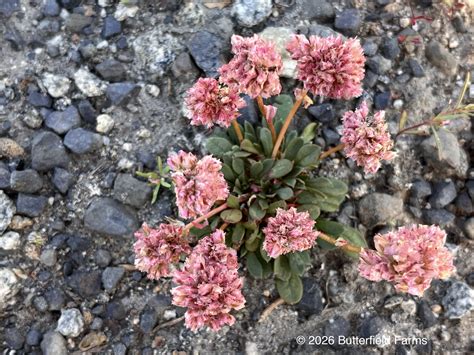 Mount Hood Pussypaws — Butterfield Seeds