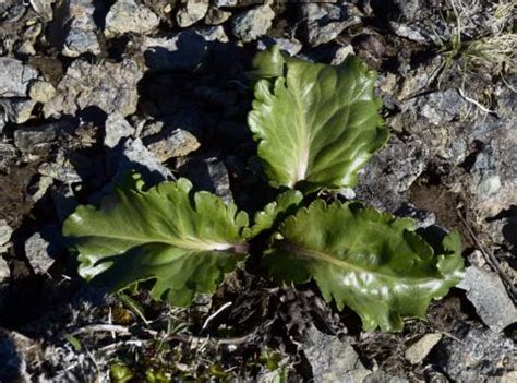 Lagotis Glauca Scrophulariaceae Herbaceous Angiosperms Whole