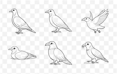 Premium Vector Print Chough Line Art Vector Set Featuring Detailed