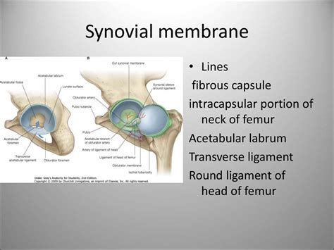 The Gross Antomy Of The Hip Hoint And Applied Anatomy Focused For Und…