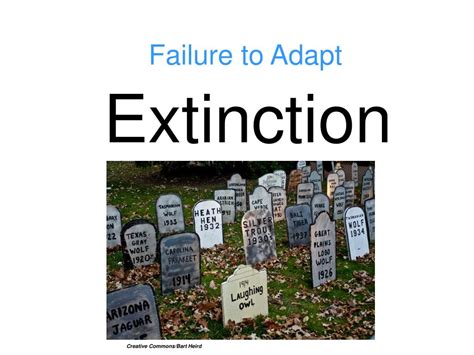 Ppt Phenotypic Plasticity And Maternal Effects Powerpoint