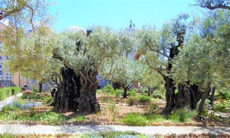 Opher Goodwin On Linkedin Jerusalem The Garden Of Gethsemane And Views Of The City Ophers