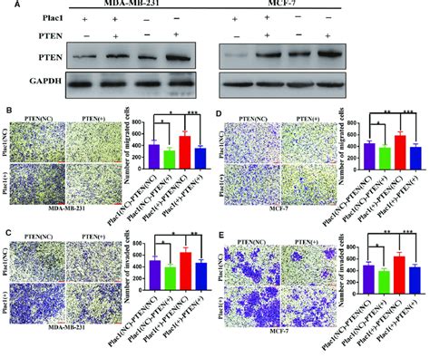Pten Overexpression Reverses Plac1 Mediated Cancer Cell Invasion And