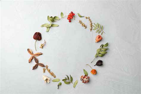 말린 꽃 잎 열매는 밝은 회색 배경에 화환 모양으로 배열 텍스트 공간이 평평한 누워 가을의 미학 0명에 대한 스톡 사진 및 기타
