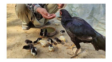 Black Aseel Hen Eggs Hatching Natural Eggs Murgi Hatched Youtube