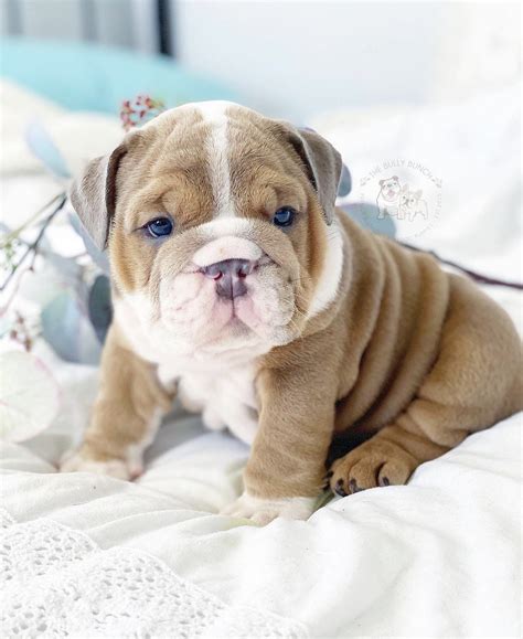 Blue Merle English Bulldogenglish Bulldog Blue Merle