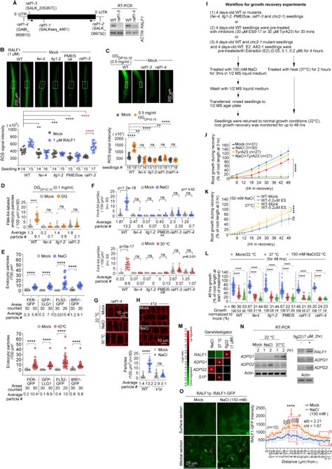 extracellular pectin ralf phase separation mediates feronia global