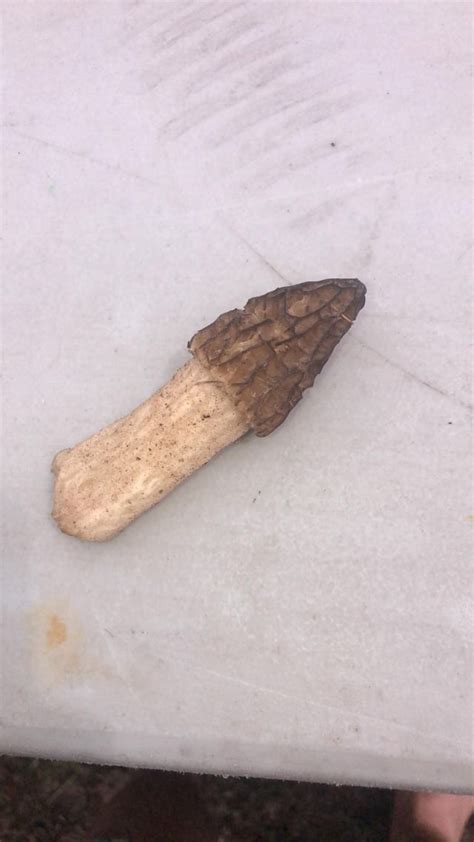 Pls Identify Rmycology