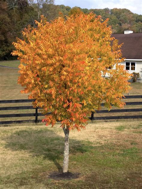 15 Fast Growing Shade Trees