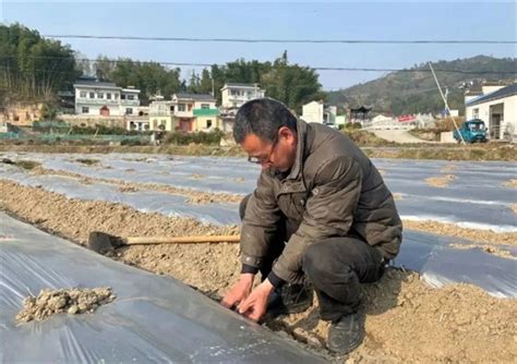 版书镇万象耕新 不误农时不负春 旌德县人民政府