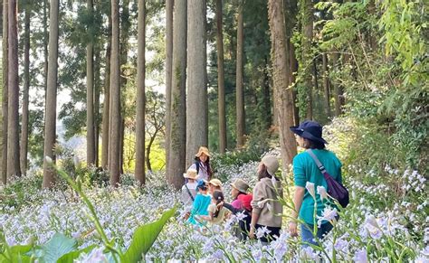 2024年春休み 徳島県神山町の“森が教室”の「森の学校みっけ」で平日4日間のスプリングスクールへ みんなでつくる「親子ワーケーション」情報サイト
