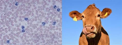 Step By Step Guide To Building Your On Farm Somatic Cell Count Monitoring Program