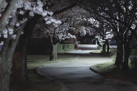 Photographer On Twitter Rt Kyoto Ryota F Kyoto