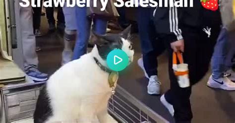 Khajit Has Strawberries If You Have Coin Album On Imgur