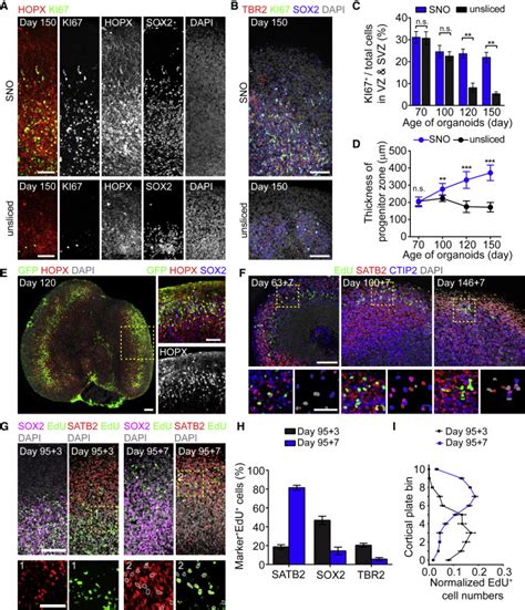 Sliced Human Cortical Organoids For Modeling Distinct Cortical Layer