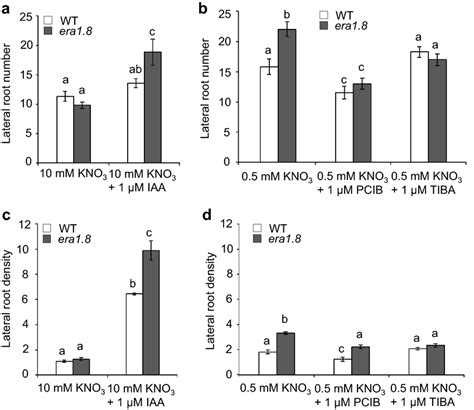 Arabidopsis Era18 Mutant Lateral Root Number Is More Sensitive To Iaa