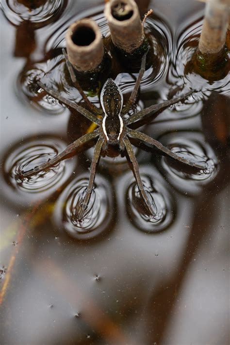 in sects スジブトハシリグモ