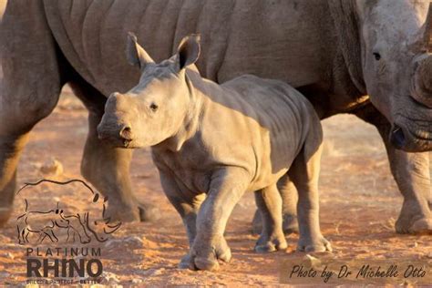 rhino conservation