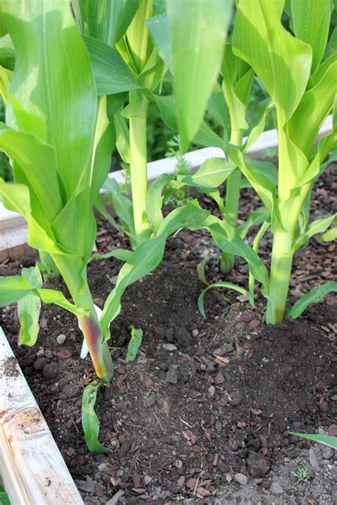 How To Plant And Grow Sweet Corn At Home Gardeners Path