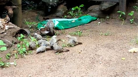 දුර්ලභ දසුනක් විෂගෝර සර්පයෙක් දඩයම් කල දෙමලිච්චන් රන්චුවට ආරක්ෂාව දෙන