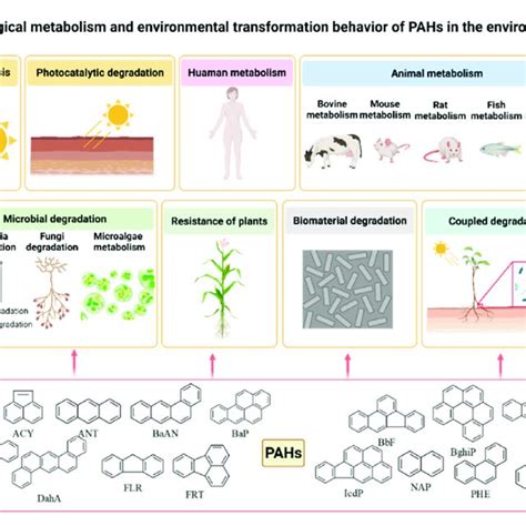 Evaluation Parameters Of 3d Qsar Models For Pahs Neurotoxicity