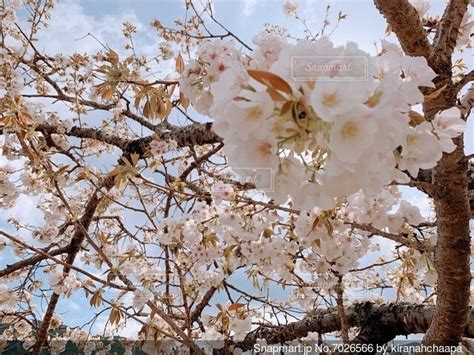 満開の桜と青空の写真・画像素材 Snapmart（スナップマート）