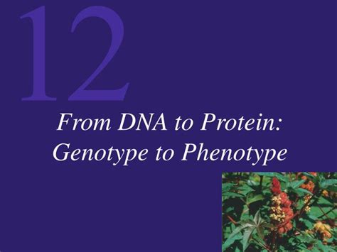 Ppt From Dna To Protein Genotype To Phenotype Powerpoint