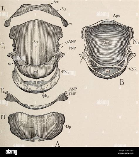 The Anatomy Of The Honey Bee Insects Bees Bees Anatomy Honeybee Anatomy The Thorax Amd