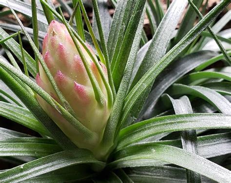 Stricta Moonglow Air Plant Tillandsia Air Plant Indoor Plant House
