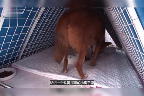 流浪母狗主动给小区当“保安”，每天大鱼大肉，还奖励一套新房！