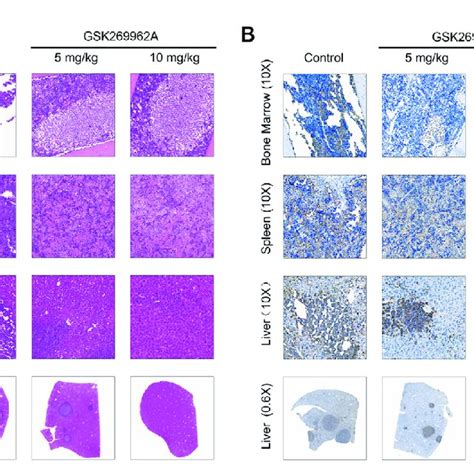 The Pathological Morphologies Of Mouse Tissues A Hande Staining For