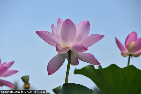 京城雨后初霁圆明园荷花竞相开