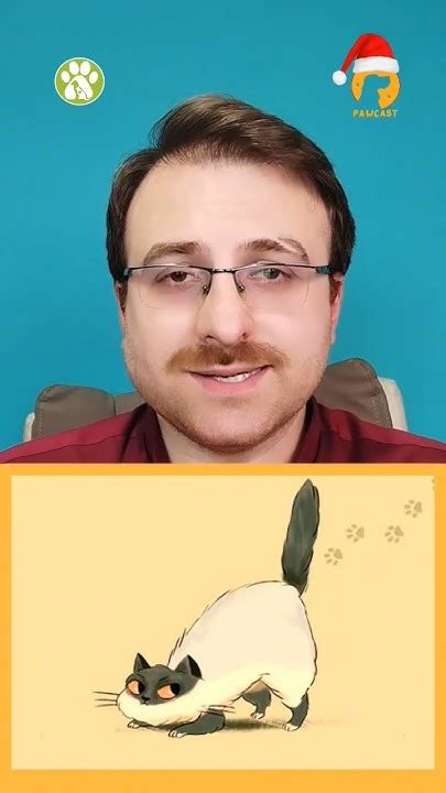 🟠 რას გვამცნობს კატა კუდით პაატაწამალაშვილი Pawcast პაუკასტი ფორიუ Foryou კატა Cat Youtube