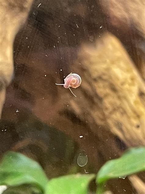 Hitchhiker Id Rplantedtank