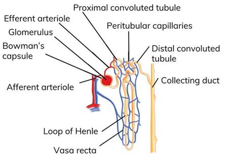 Osmoregulation Biology Aqa A Level