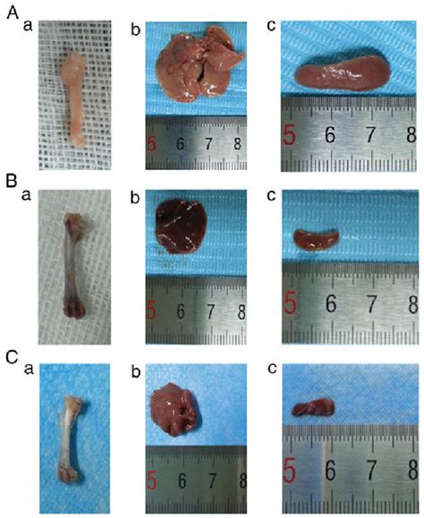 Figure 3 From Immunological Effects Of A Low Dose Cytarabine