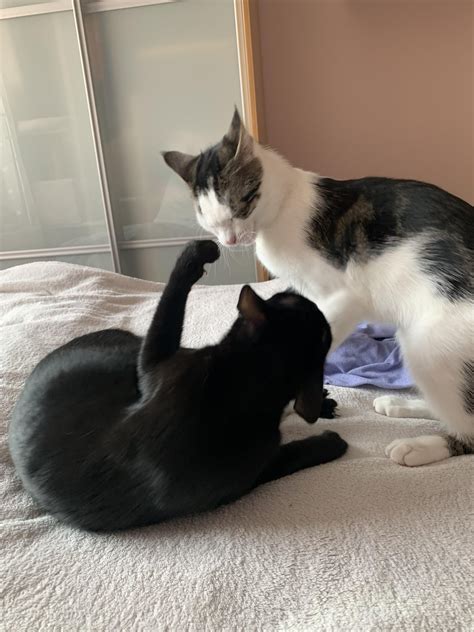 Pow Right In The Kisser Rcatslaps