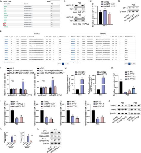 Nap1l2yy1 Complex Promotes The Transcription Of Mmp2 And Mmp9 A Gepia