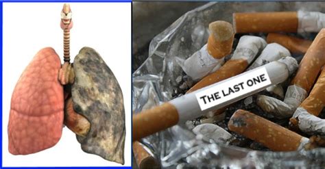 The Best Foods To Cleanse And Purify Your Lungs Health And Love Page