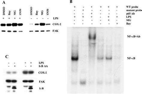 Nf ␬ B Does Not Mediate Lps Induced Expression Of Cox 2 In