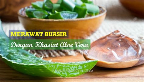 Merawat Buasir Dengan Aloe Vera Yang Mudah