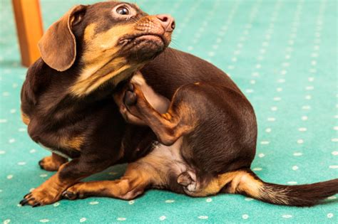 Do Fleas Bite Humans Protect Yourself From Fleas Delving Pest Control