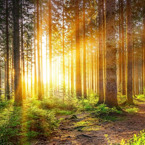 Wald Und Natur MEDITATIVE LOUNGE Music Voice Healing