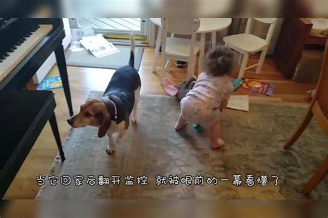 狗狗和宝宝独自在家，主人打开监控后忍不住笑喷，真是太可爱了监控主人狗狗